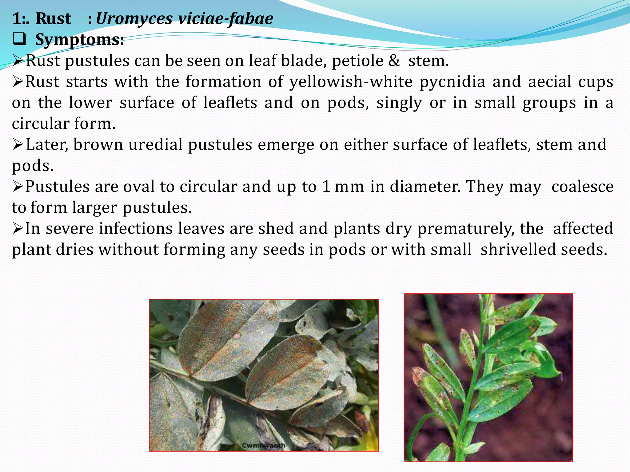 Diseases of Lentil | PPTX