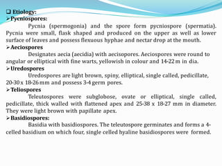Diseases of Lentil | PPTX | Agriculture | Industries