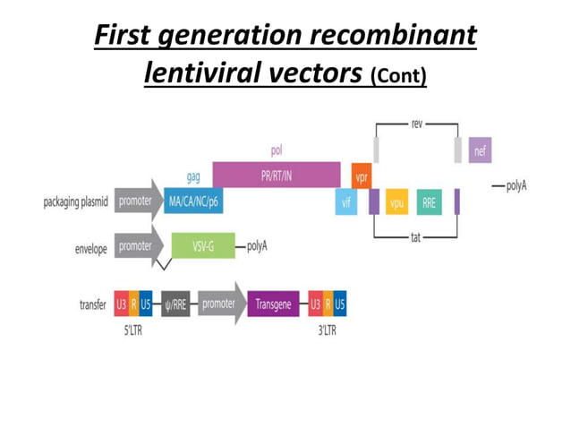 Lentiviruses as a gene transferring agent | PPTX
