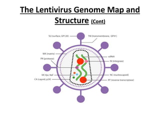 Lentiviruses as a gene transferring agent | PPTX