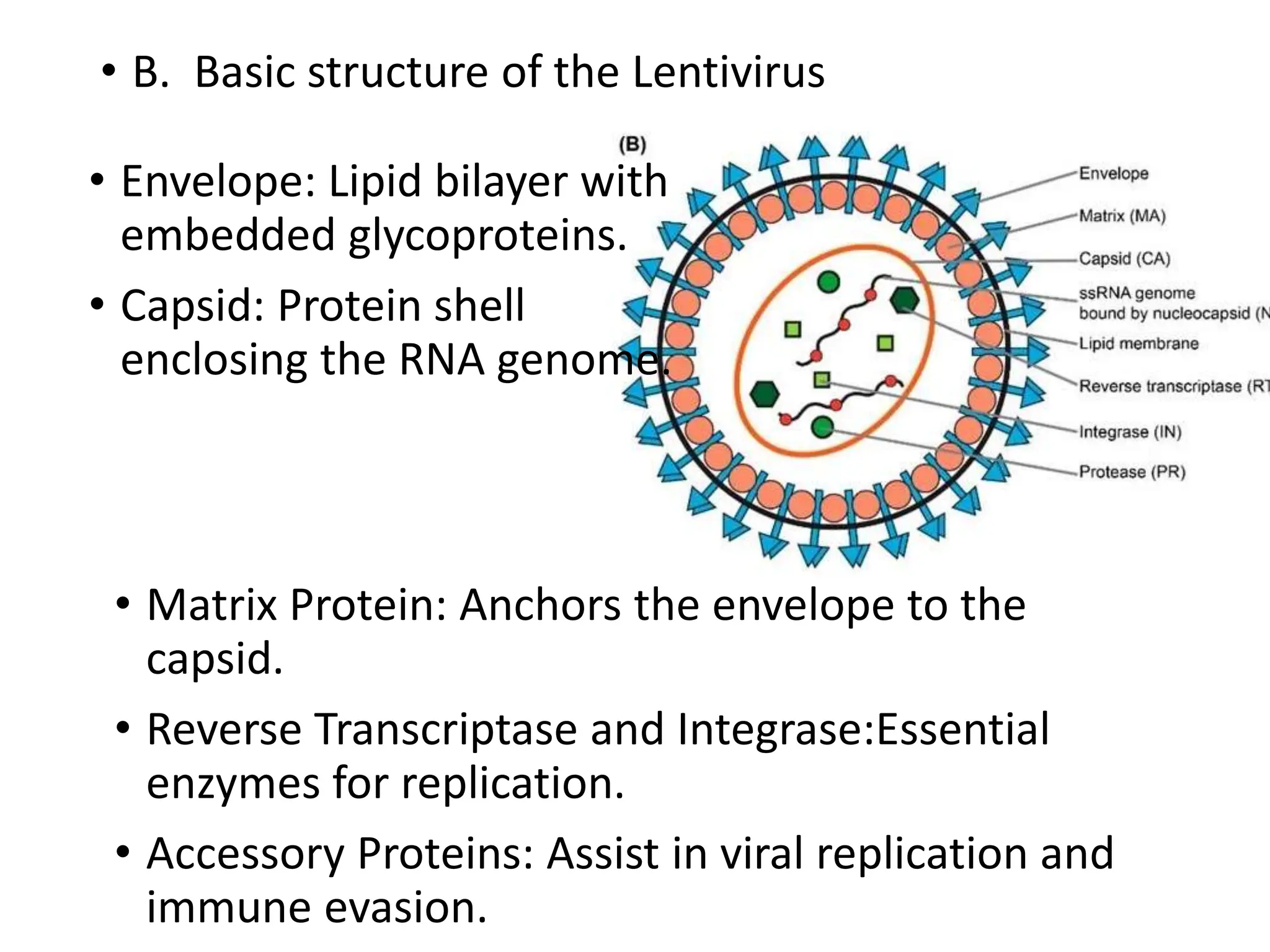lentivirus Presentation.ppt describe very much | PPT