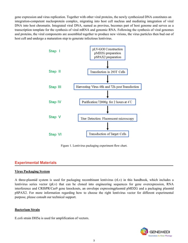 Lentivirus production protocol packaging,concentration and purification ...