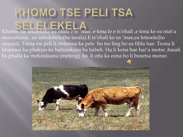 LENYALO LA SESOTHO by Makara | PPTX