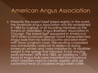 Leonard Gotshalk Continues the Tradition of Angus Cattle Breeding | PPTX