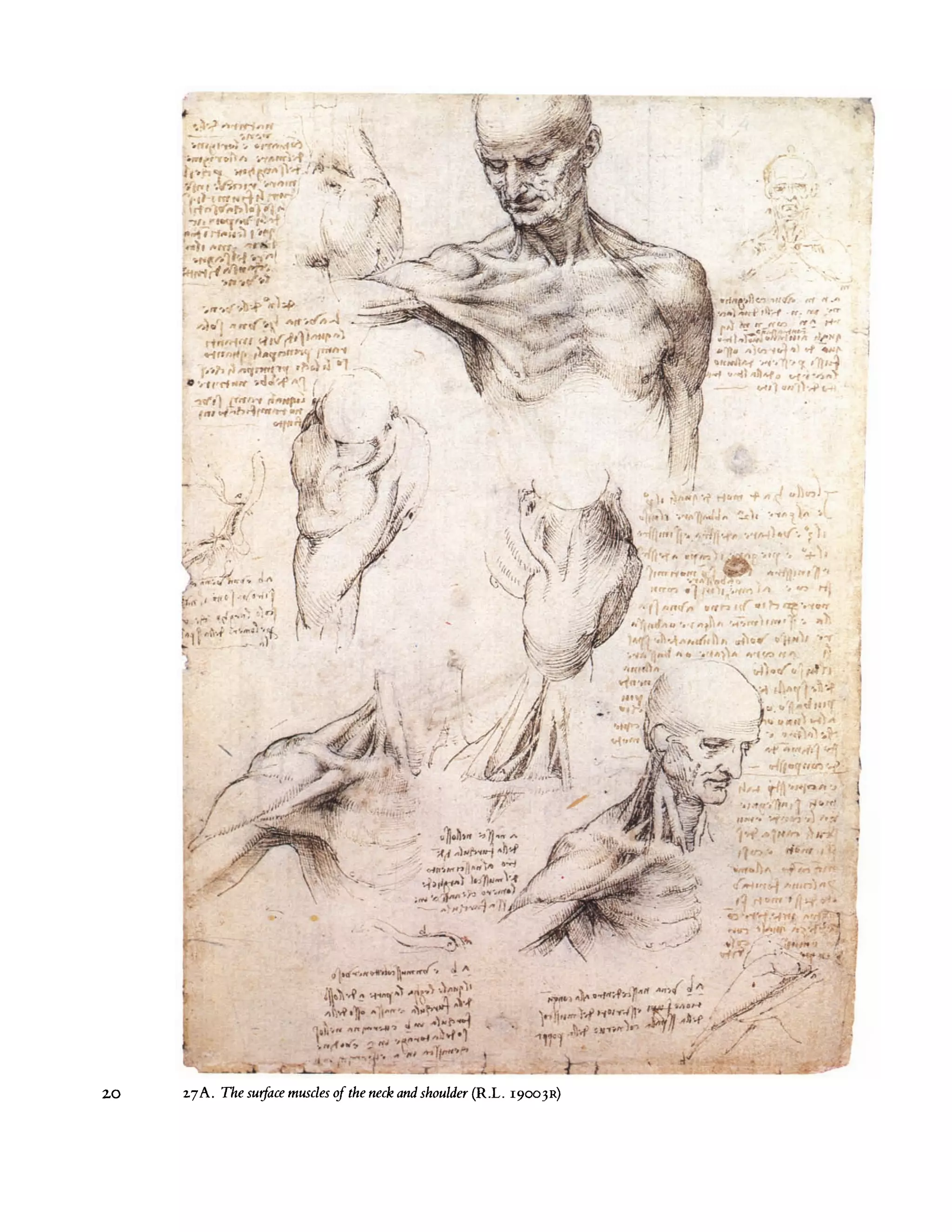 Leonardo da vinci anatomical drawings from the royal library windsor ...