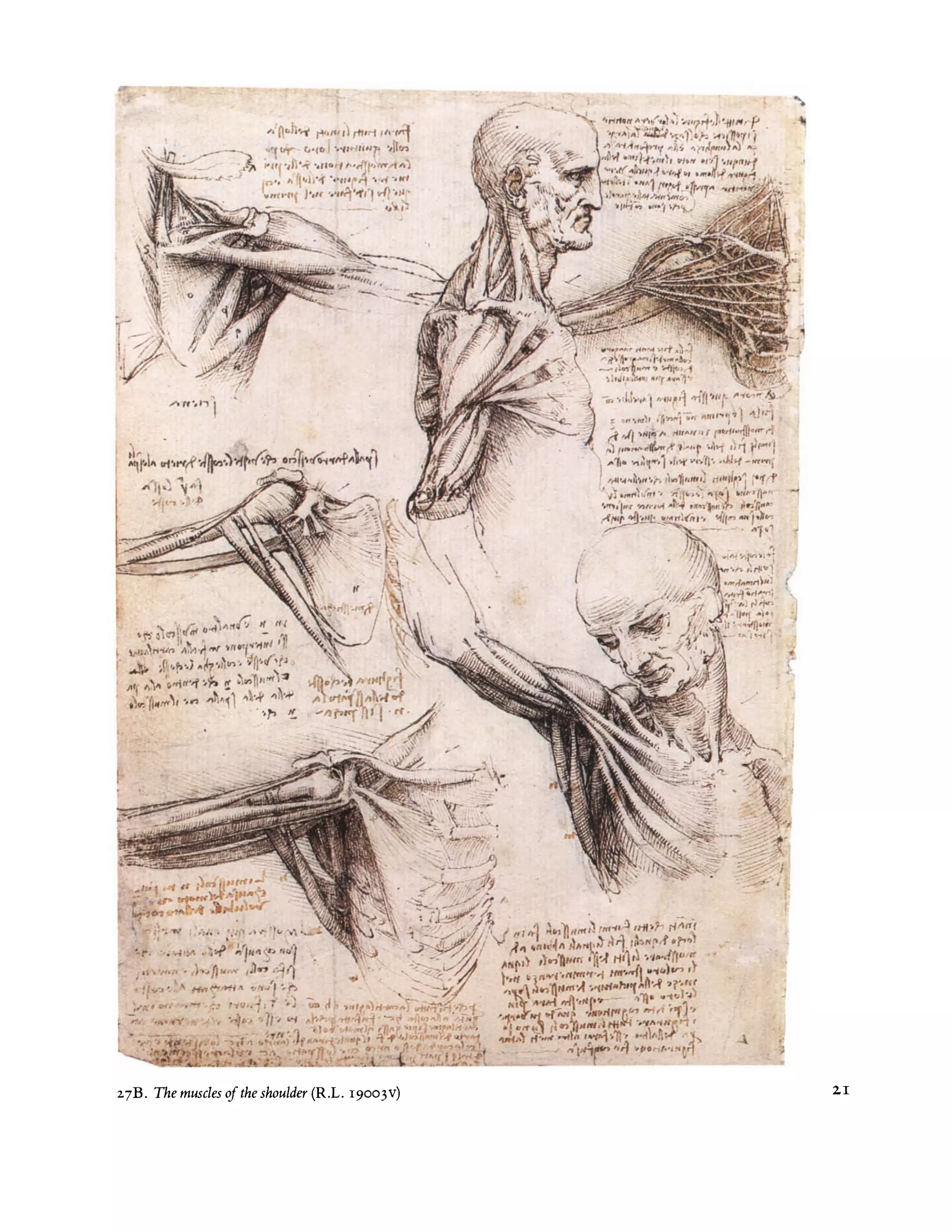 Leonardo da vinci anatomical drawings from the royal library windsor ...