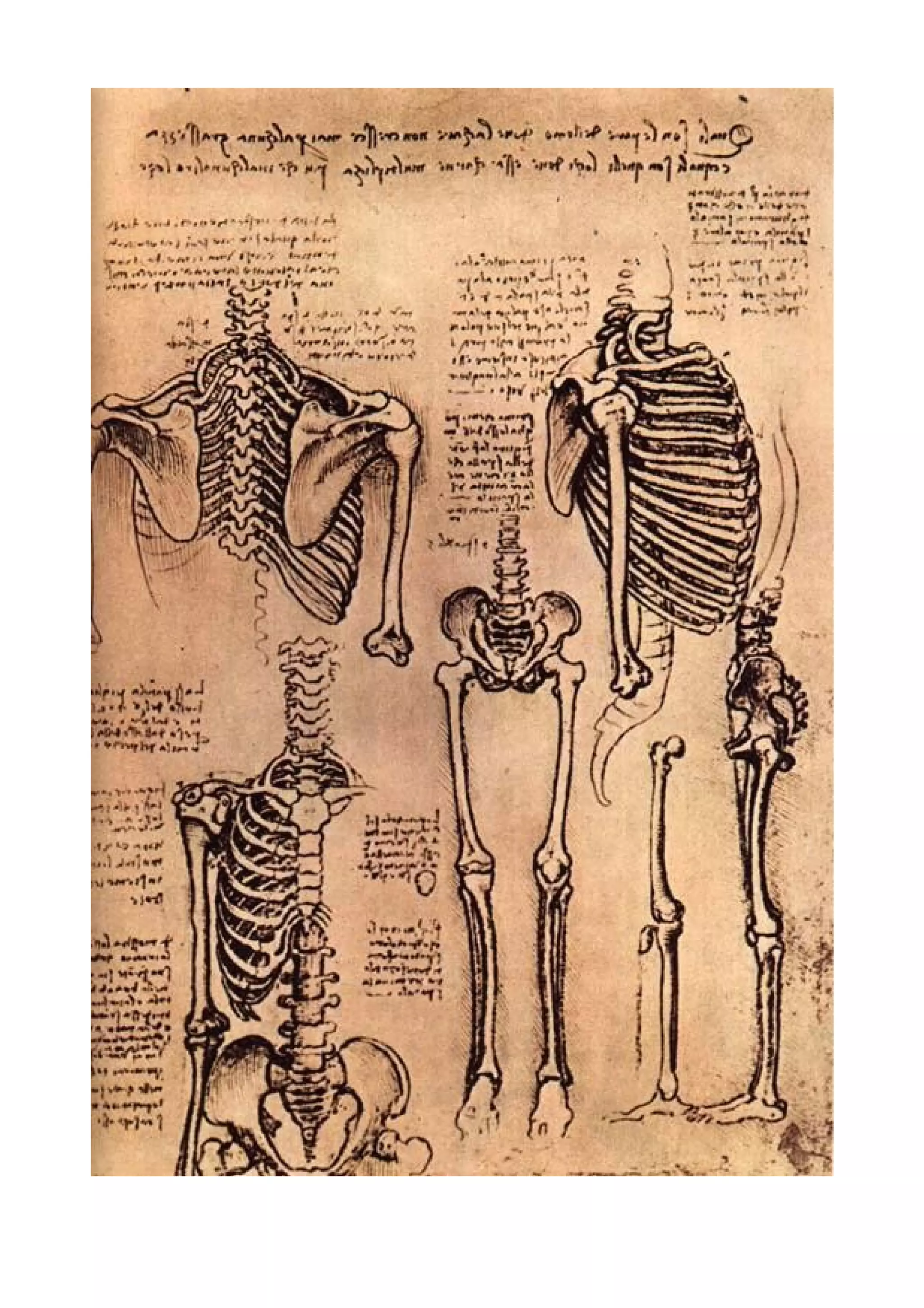 Leonardo da vinci human anatomy drawings | PDF