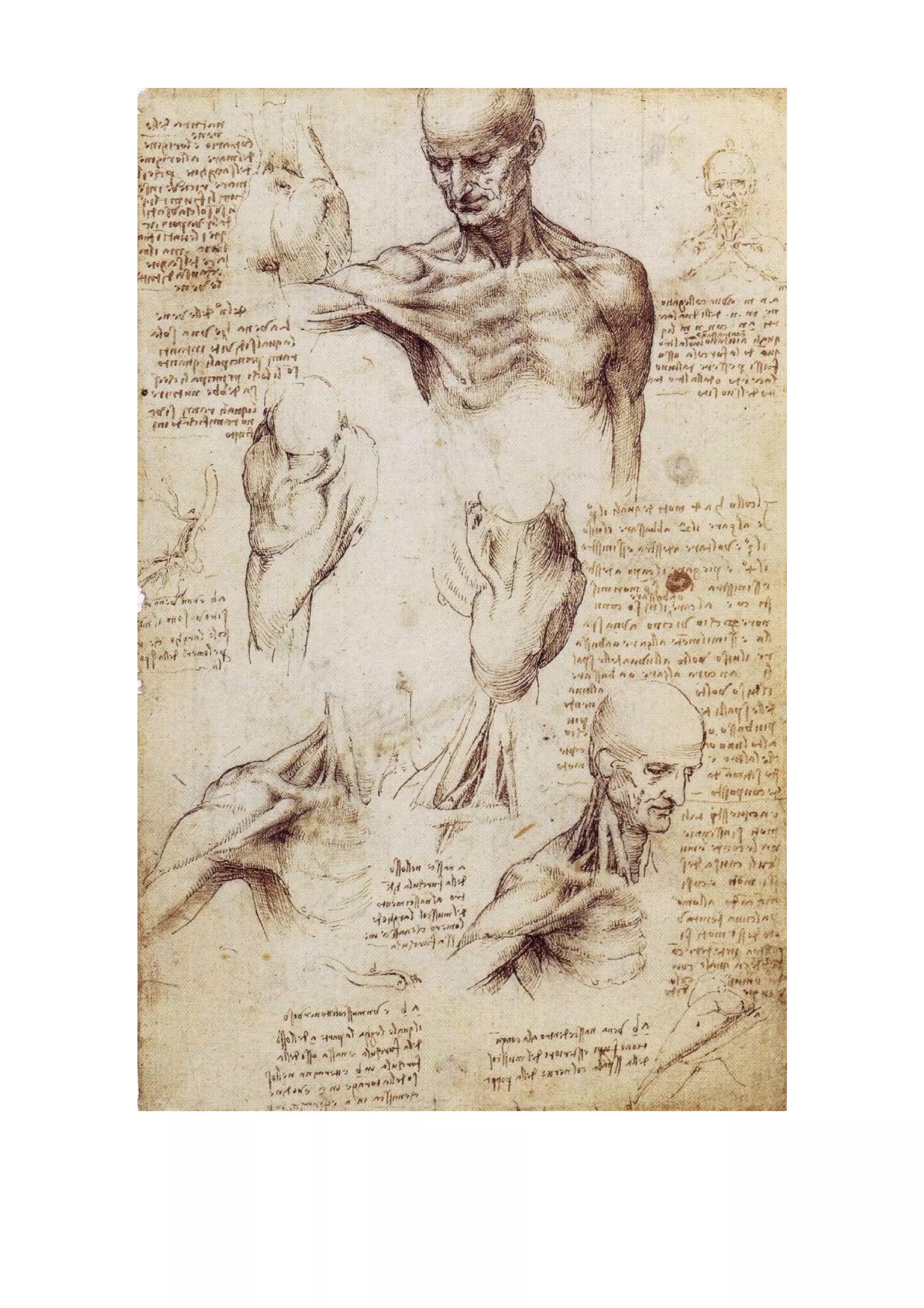 Leonardo da vinci human anatomy drawings | PDF