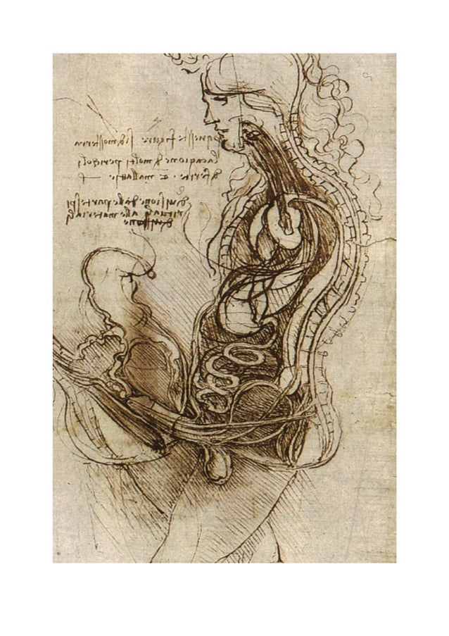 Leonardo da vinci human anatomy drawings