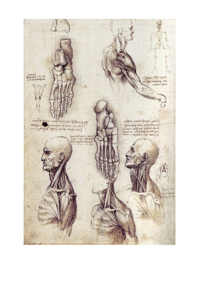 Leonardo da vinci human anatomy drawings