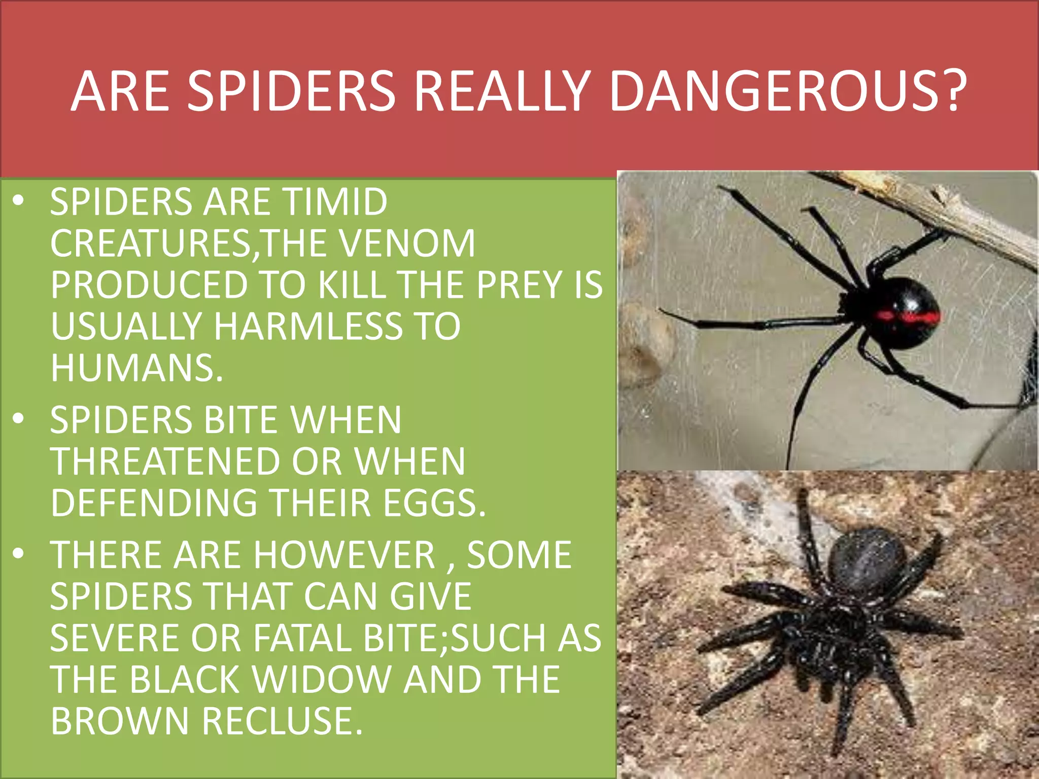 EDLC 2nd. year. Animal Kingdom: Spiders- Leonel | PPT