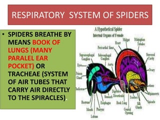 EDLC 2nd. year. Animal Kingdom: Spiders- Leonel | PPTX