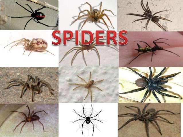 Many Spiders