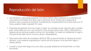 Leones | PPT