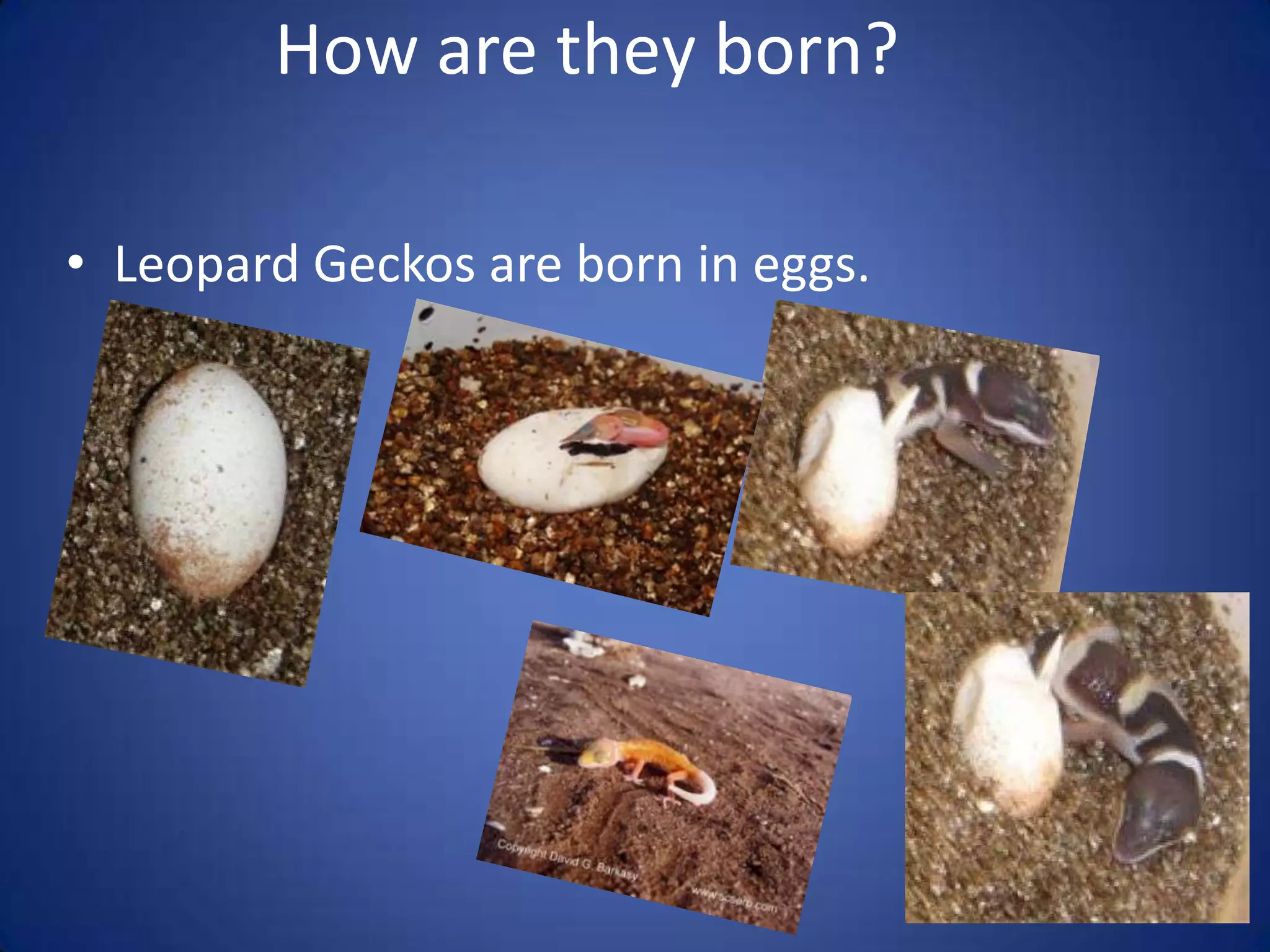 Leopard gecko | PPTX