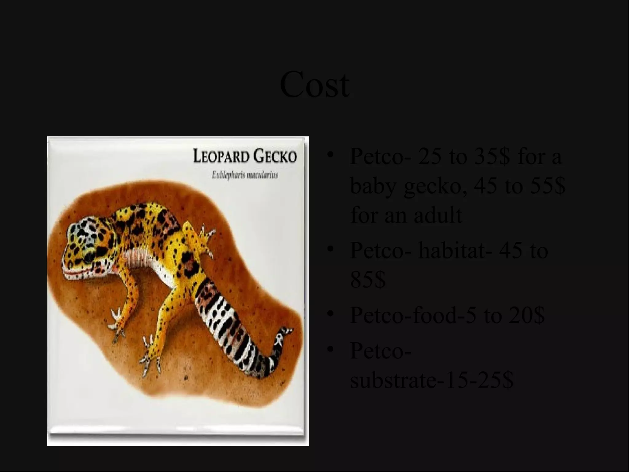 Leopard geckos | PPT