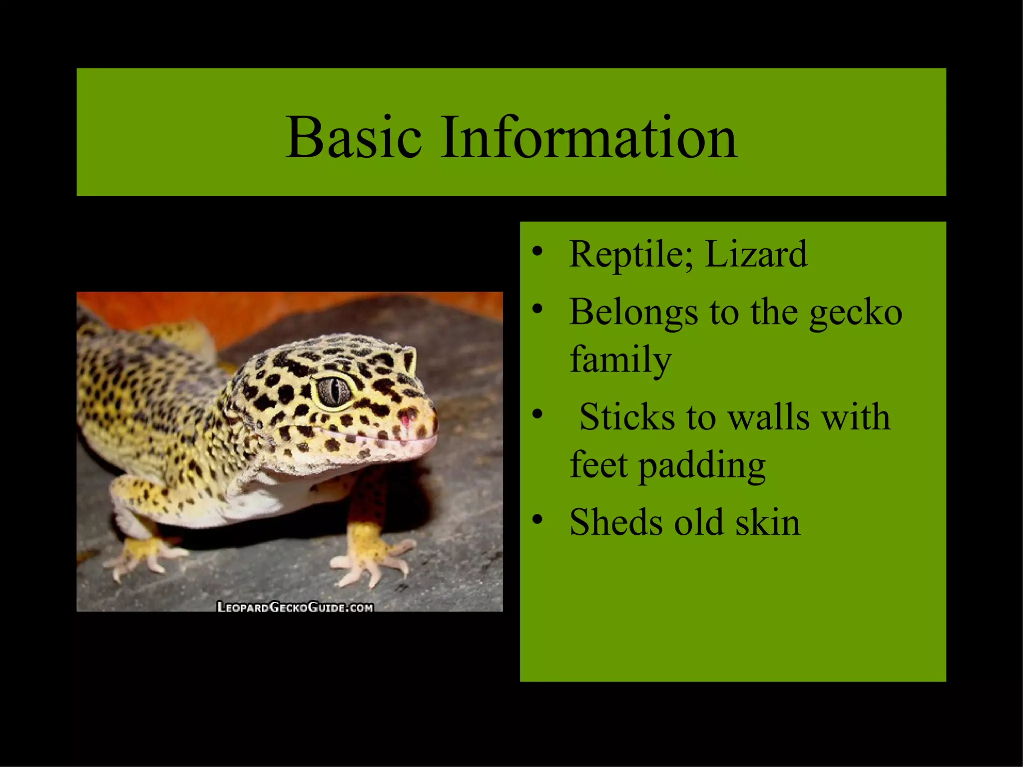 Leopard geckos | PPT