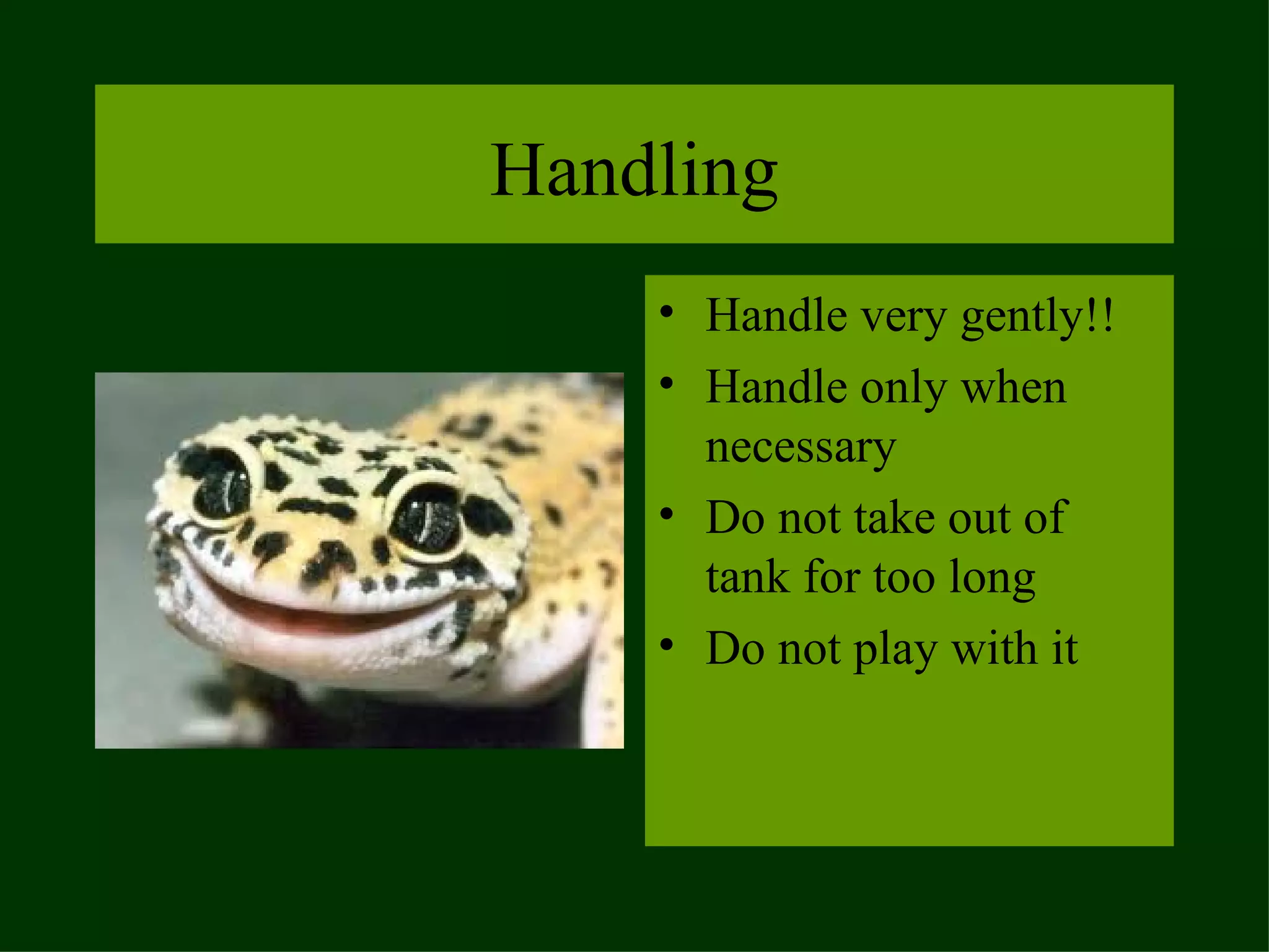 Leopard geckos | PPT