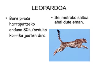 Leopardoa | ODP