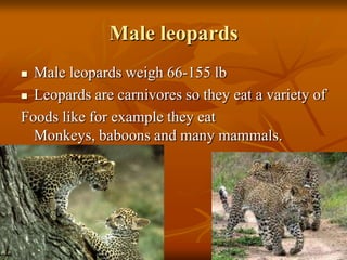 Leopardos | PPTX