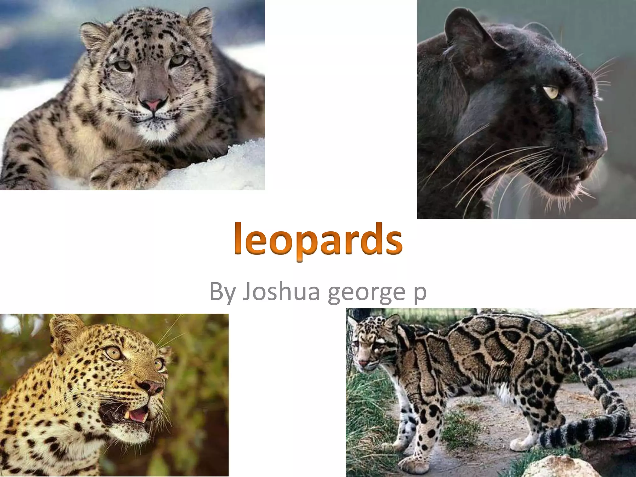 Leopards | PPTX
