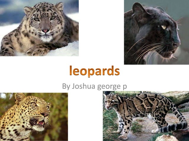 Leopards | PPTX | Cats | Pets