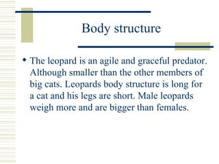 Leopards | PPT