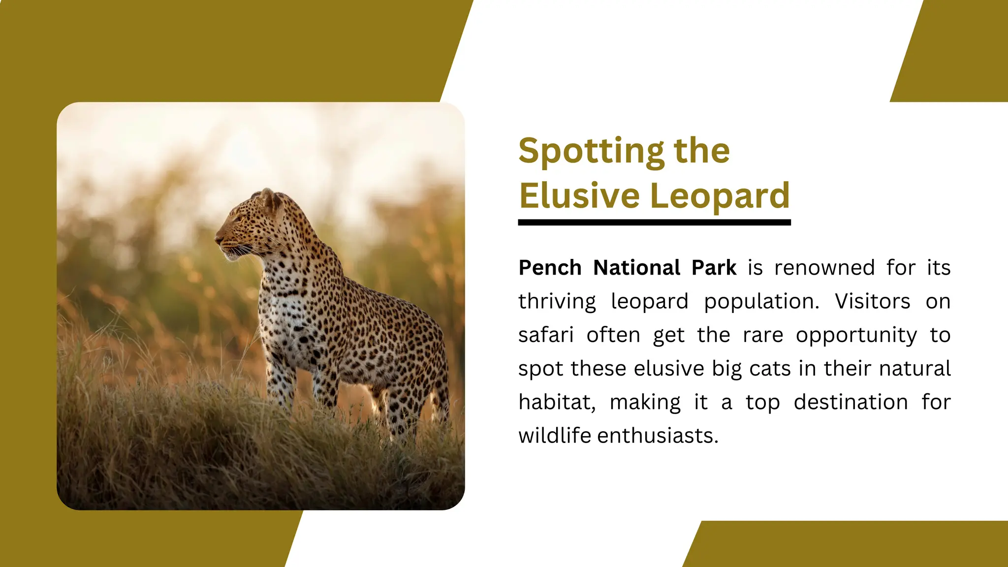 Leopards of Pench: A Wildlife Adventure in Pench National Park | PPT