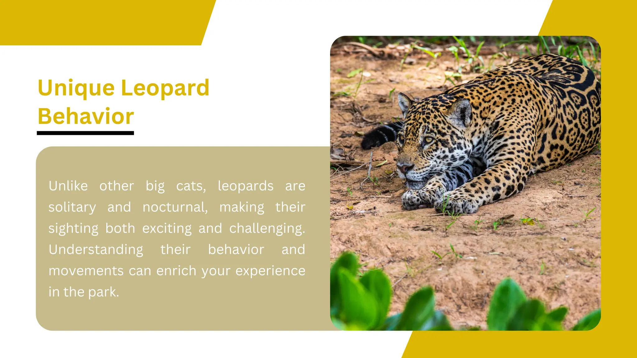 Leopards of Pench: A Wildlife Adventure in Pench National Park | PPT