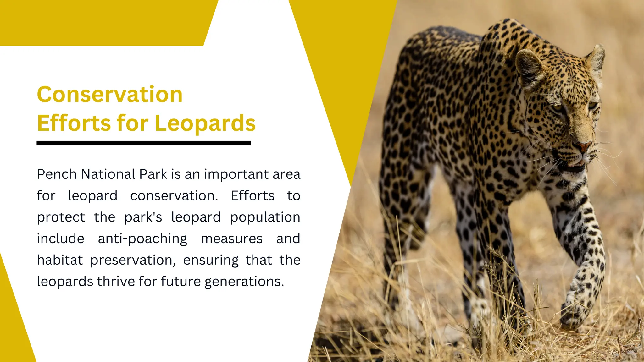 Leopards of Pench: A Wildlife Adventure in Pench National Park | PPT
