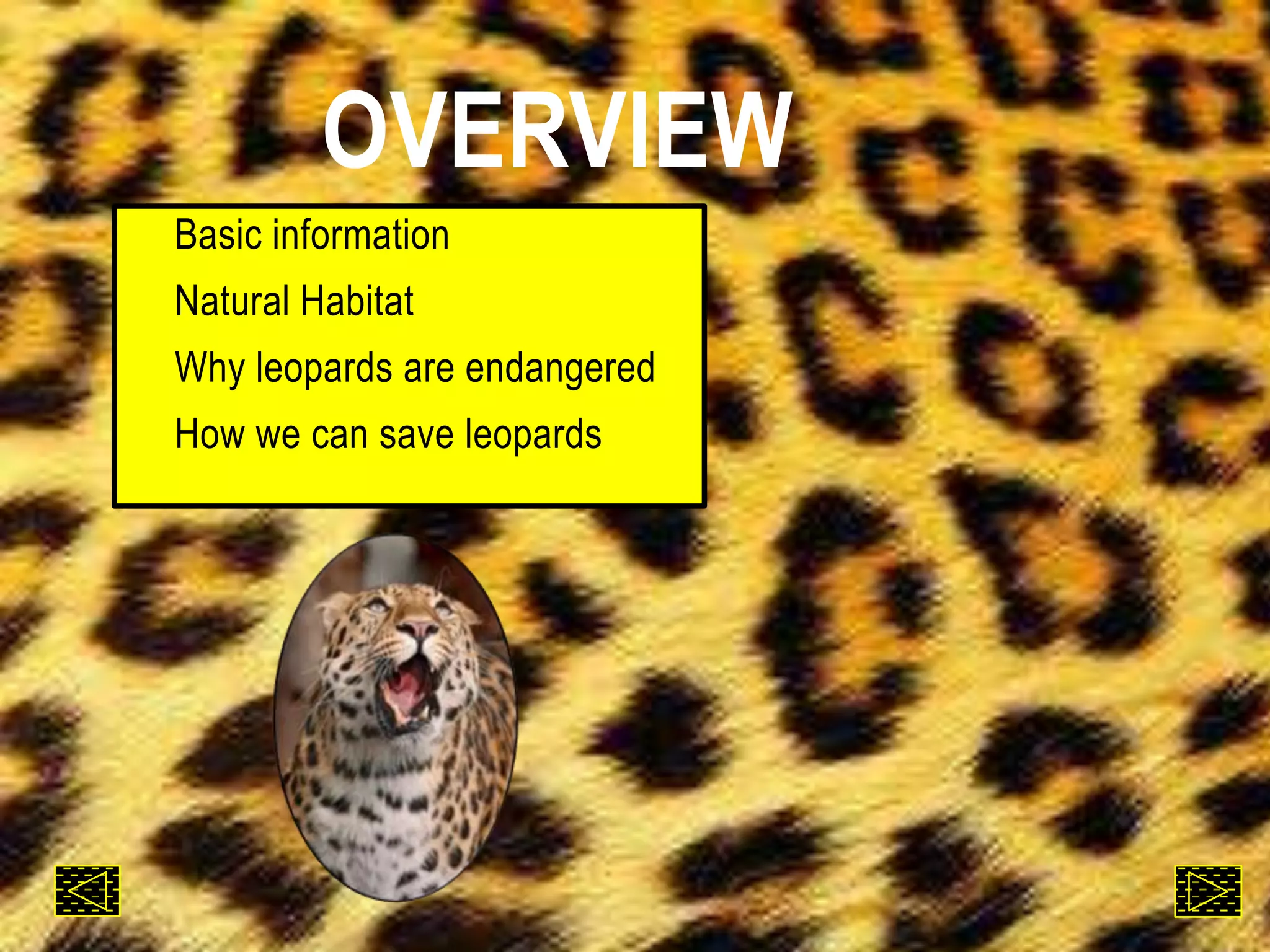Leopards powerpoint | PPTX