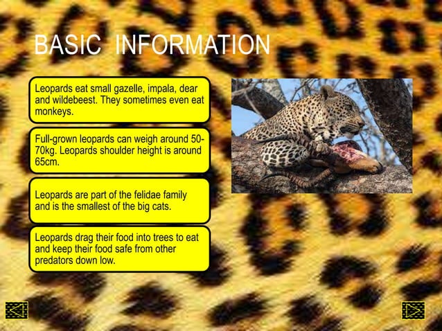 Leopards powerpoint | PPTX | Cats | Pets
