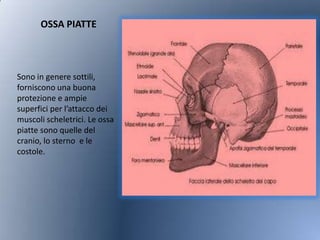 Le ossa | PPTX
