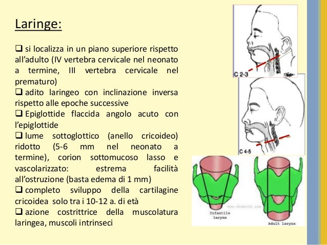 Le peculiarità delle alte vie aeree nel bambino