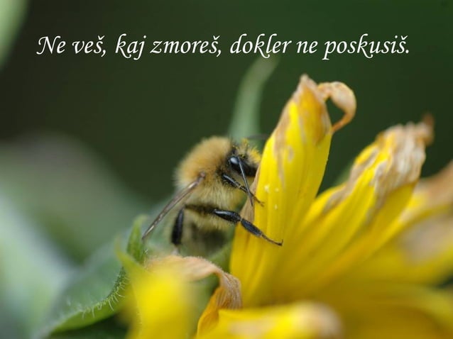 Lepe Misli | PPS