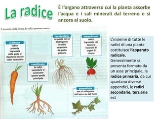 Le piante | PPTX
