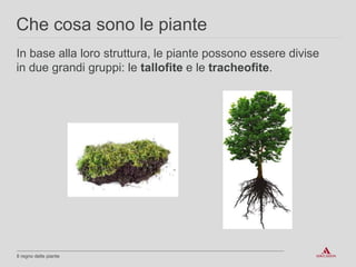 Le piante | PPTX