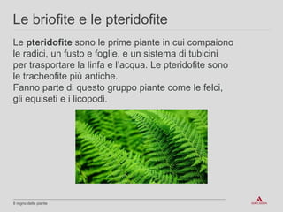 Le piante | PPTX