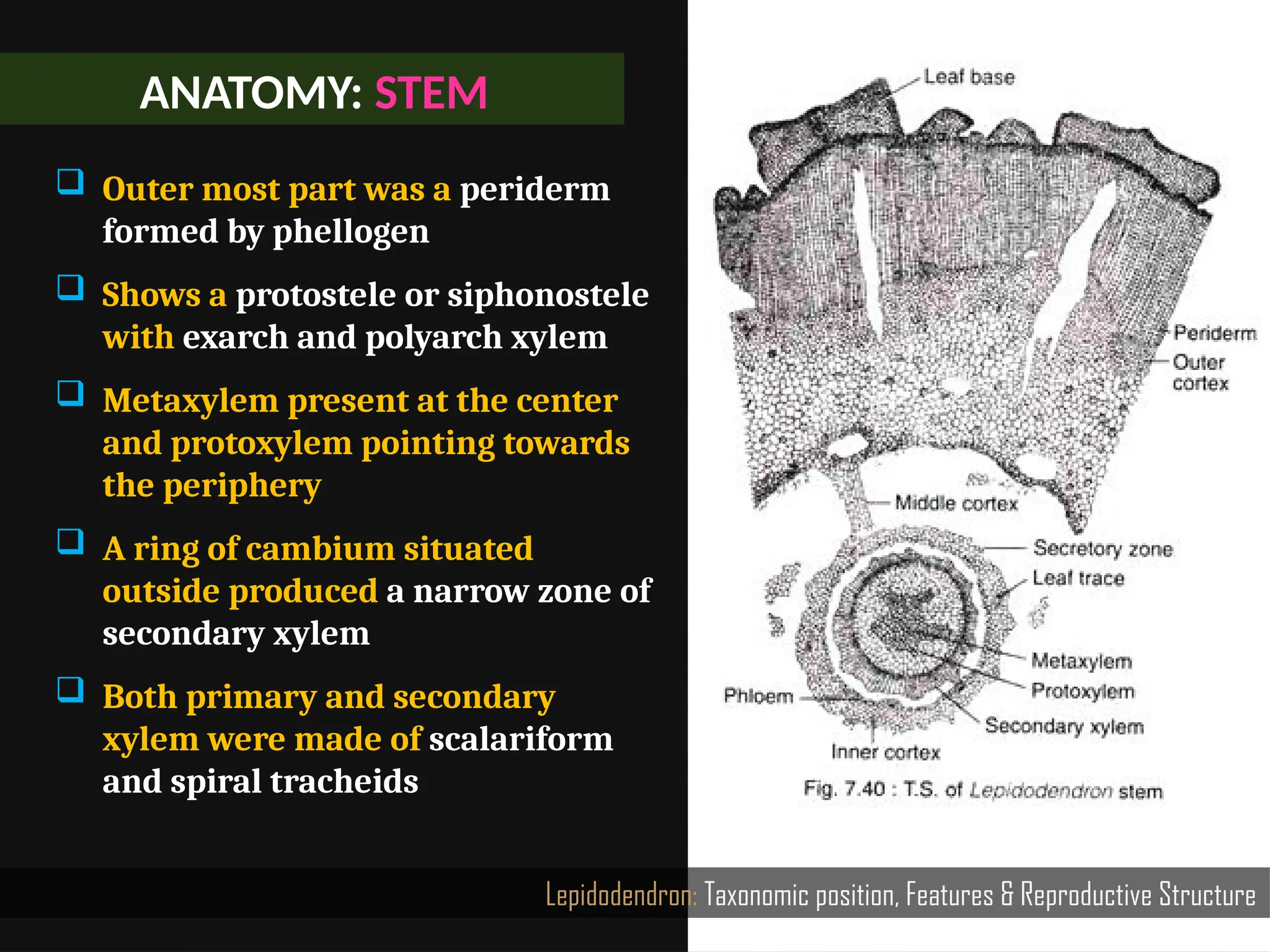 Lepidodendron.pptx palaeobotany slide.... | PPTX