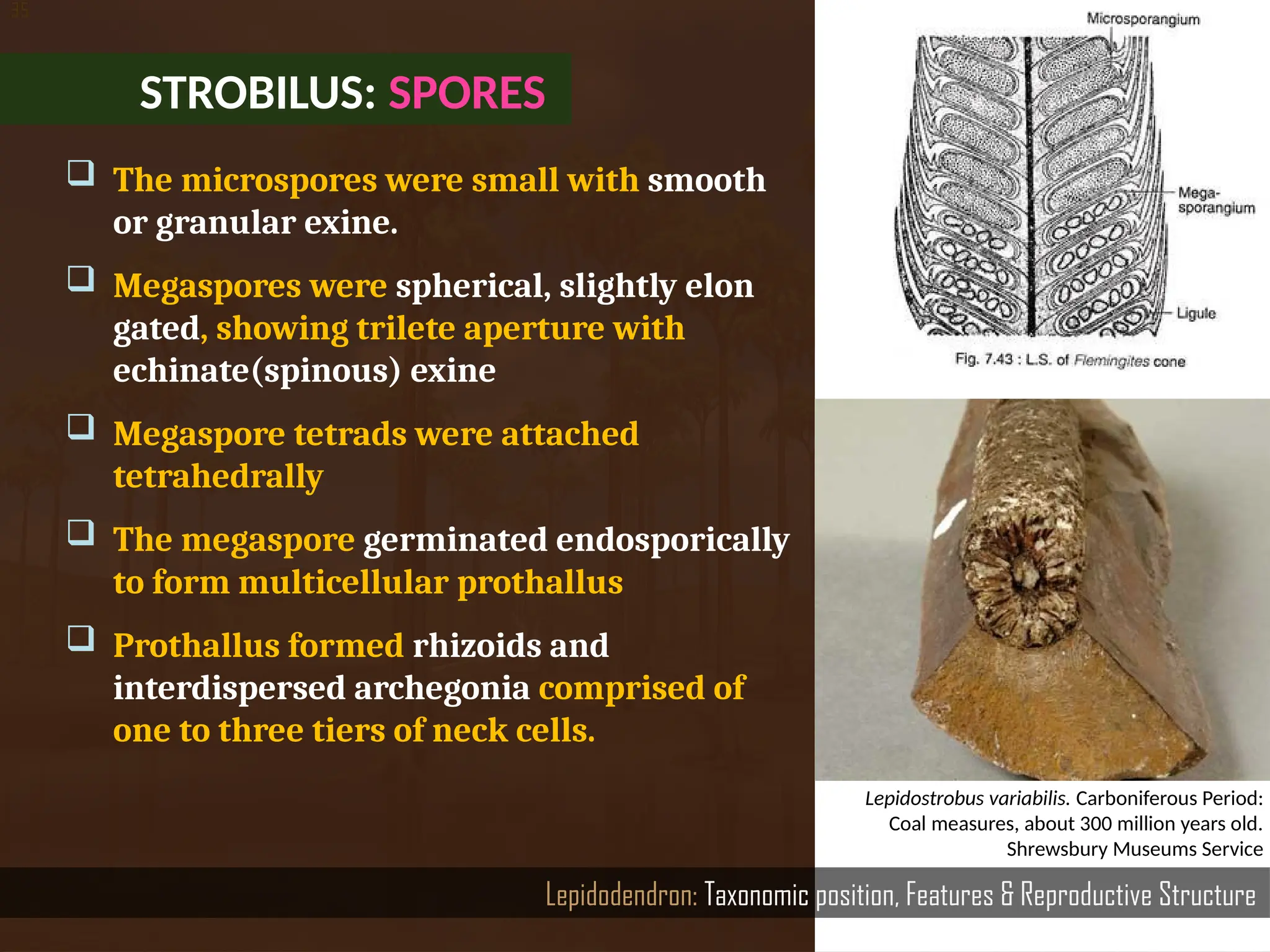 Lepidodendron.pptx palaeobotany slide.... | PPTX