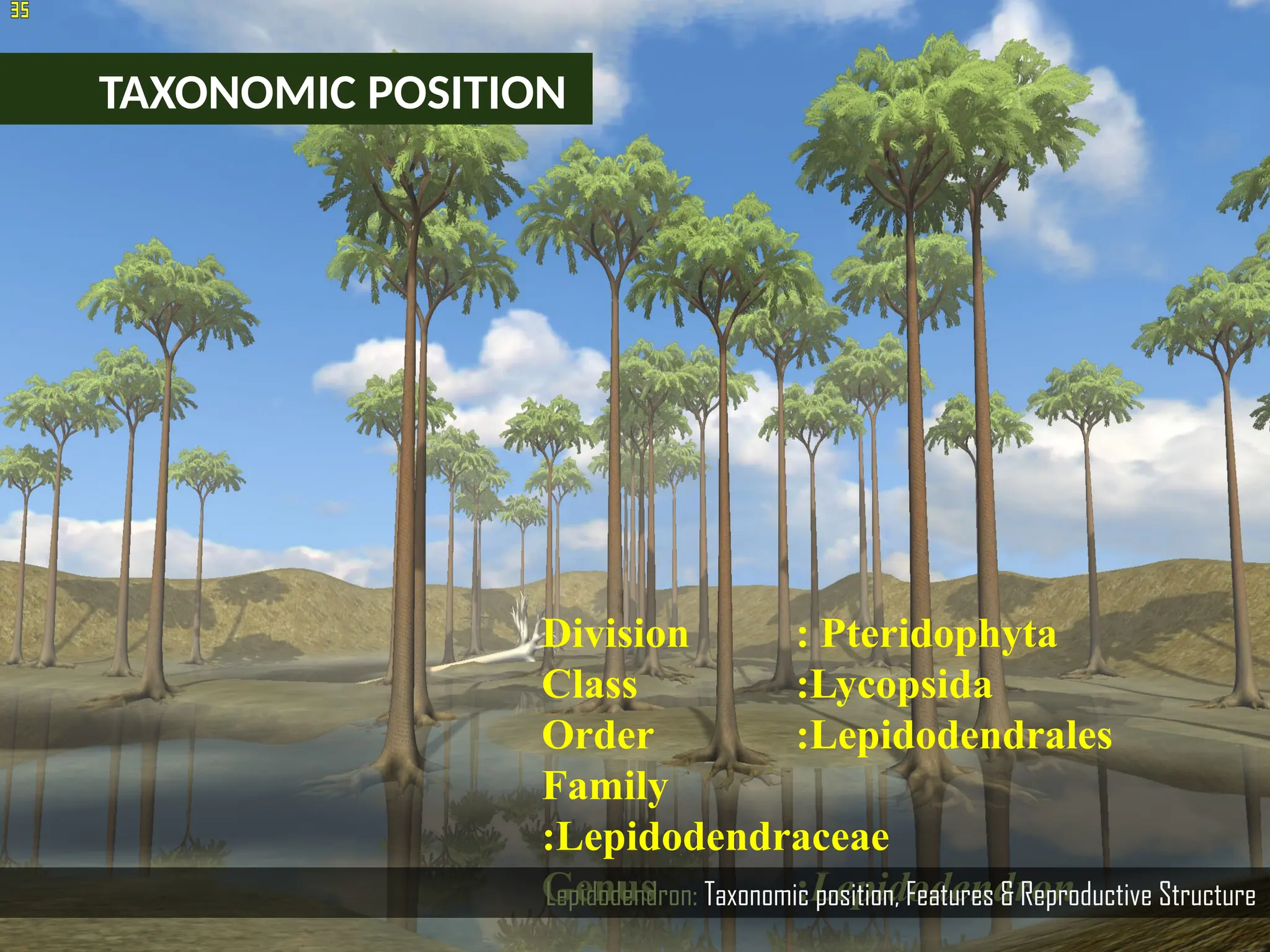 Lepidodendron.pptx palaeobotany slide.... | PPTX