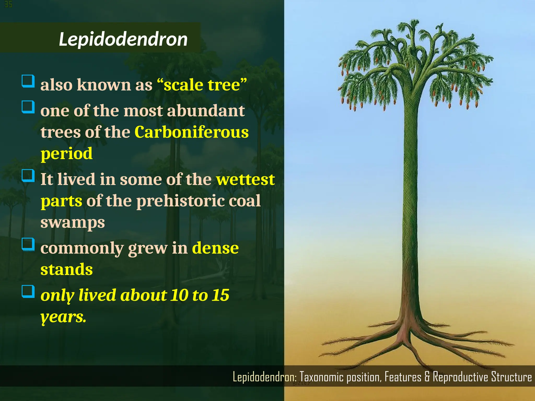 Lepidodendron.pptx palaeobotany slide.... | PPTX