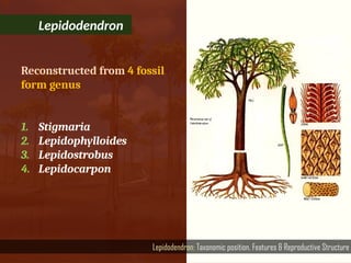 Lepidodendron.pptx palaeobotany slide.... | PPTX
