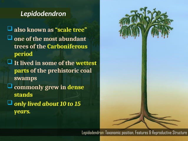 Lepidodendron.pptx palaeobotany slide.... | PPTX