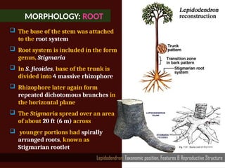 Lepidodendron.pptx palaeobotany slide.... | PPTX