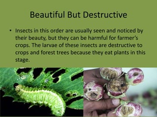Lepidoptera | PPTX