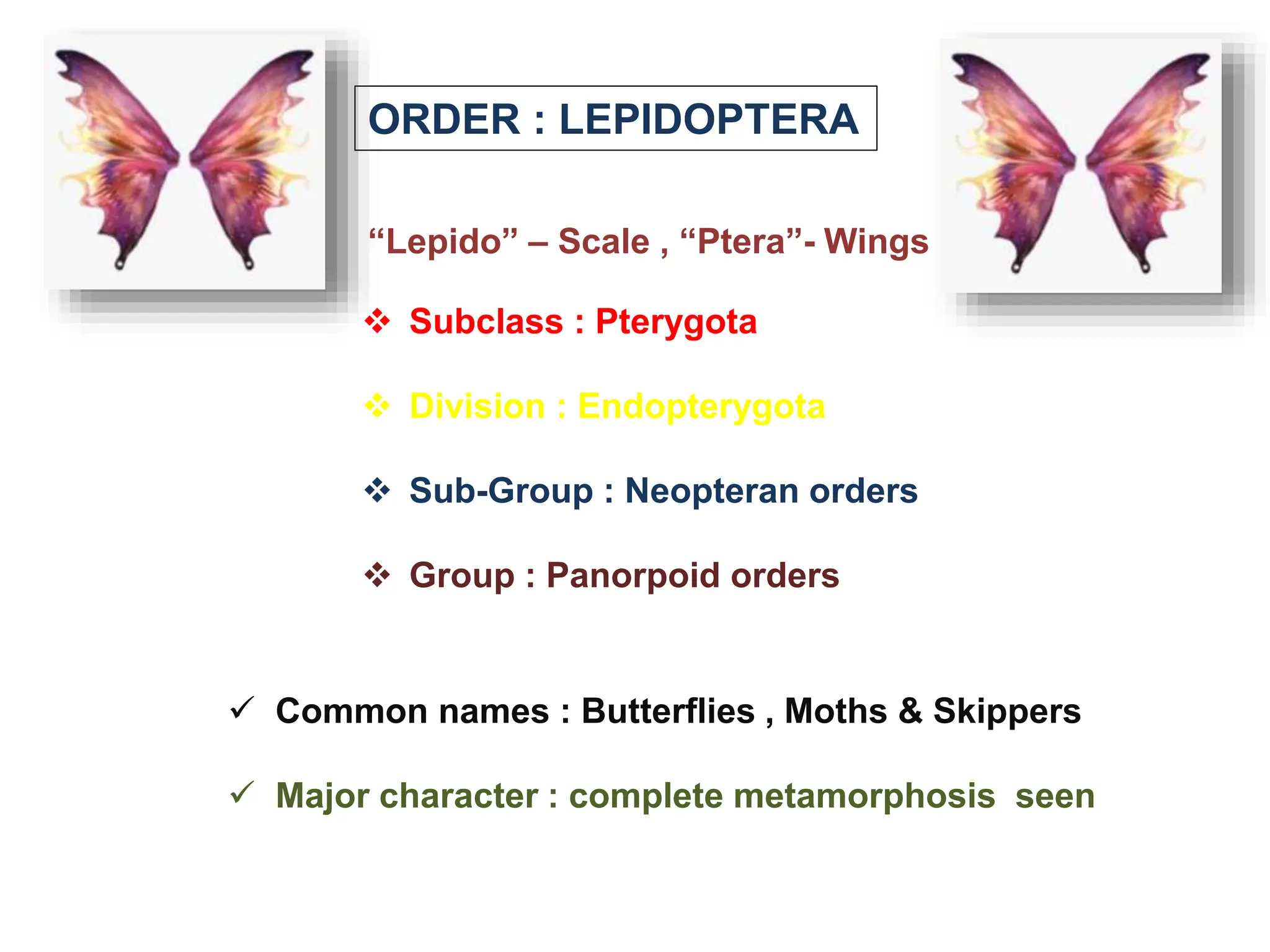 Lepidopteran life as a Social family on Earth. | PPTX