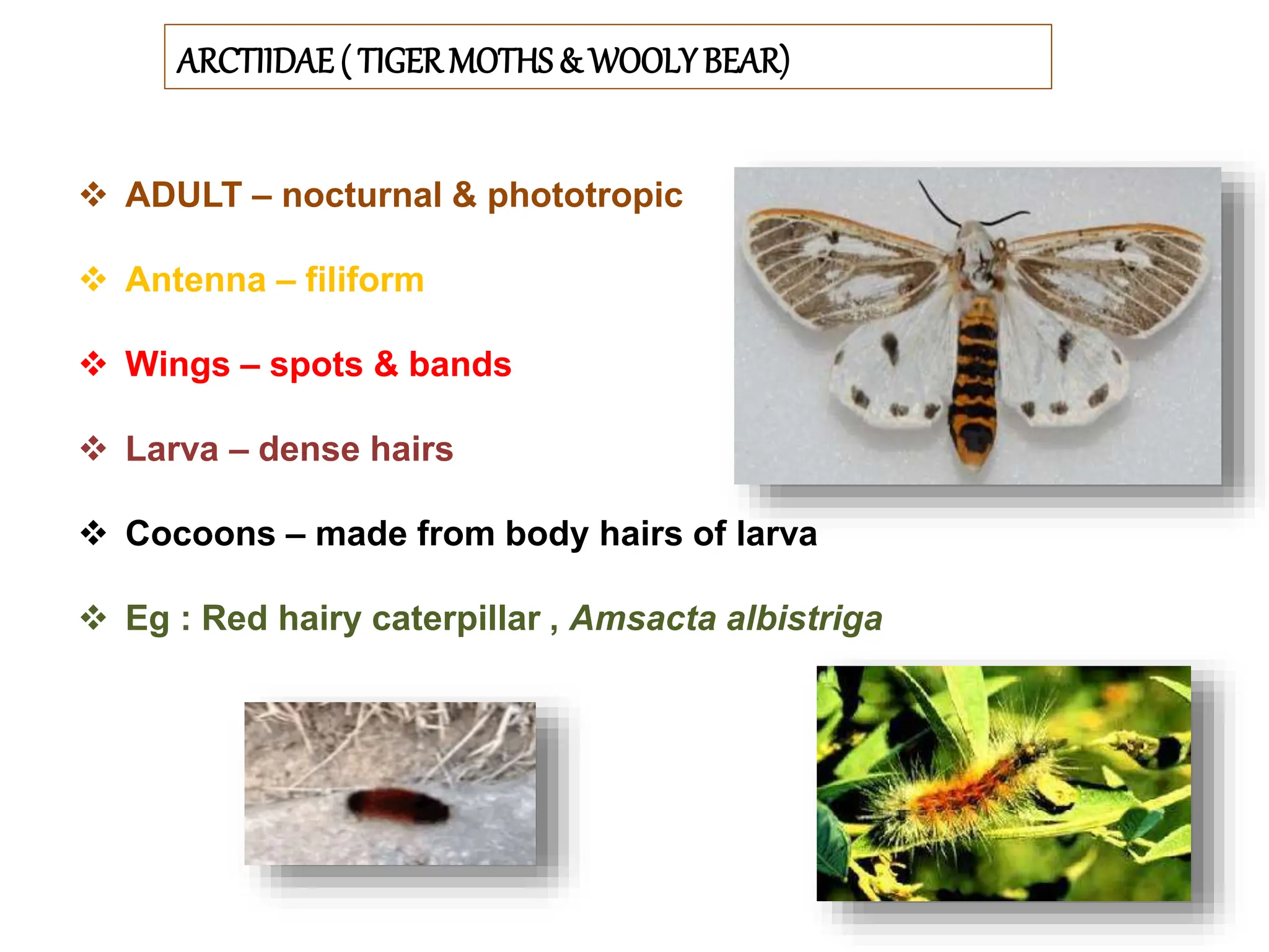 Lepidopteran life as a Social family on Earth. | PPTX