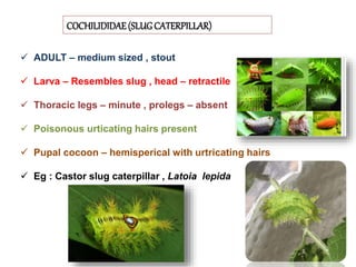 Lepidopteran life as a Social family on Earth. | PPTX | Birdwatching ...