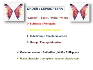 Lepidopteran life as a Social family on Earth. | PPTX | Birdwatching ...